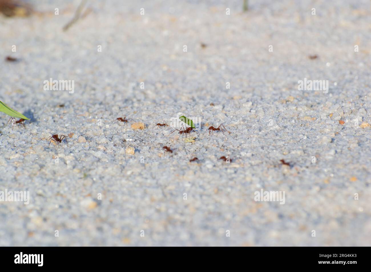 ants working and carrying leaves Stock Photo - Alamy