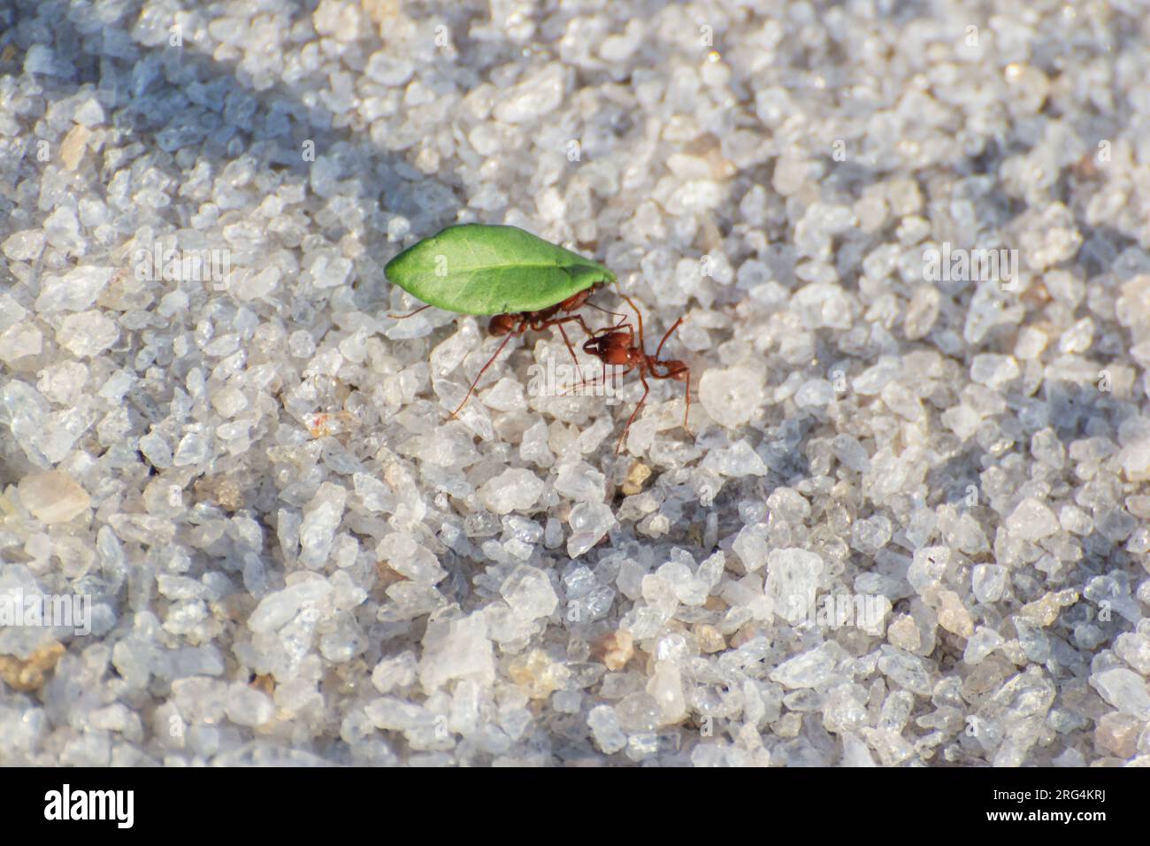 ants working and carrying leaves Stock Photo - Alamy