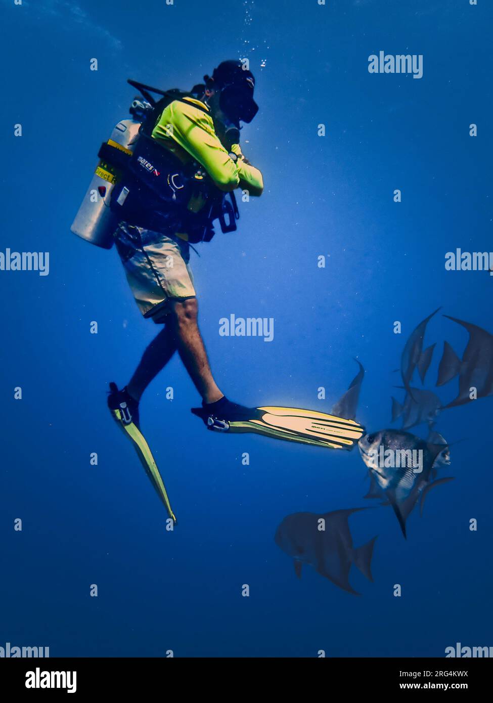 Atlantic spadefish (Chaetodipterus faber) play with local divemaster in ...