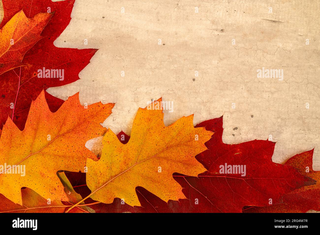 An arrangement of fall oak leaves Stock Photo - Alamy
