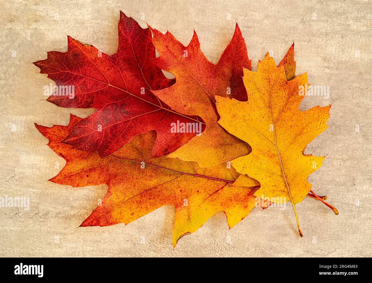 Quercus oak tree fall color hi-res stock photography and images - Alamy