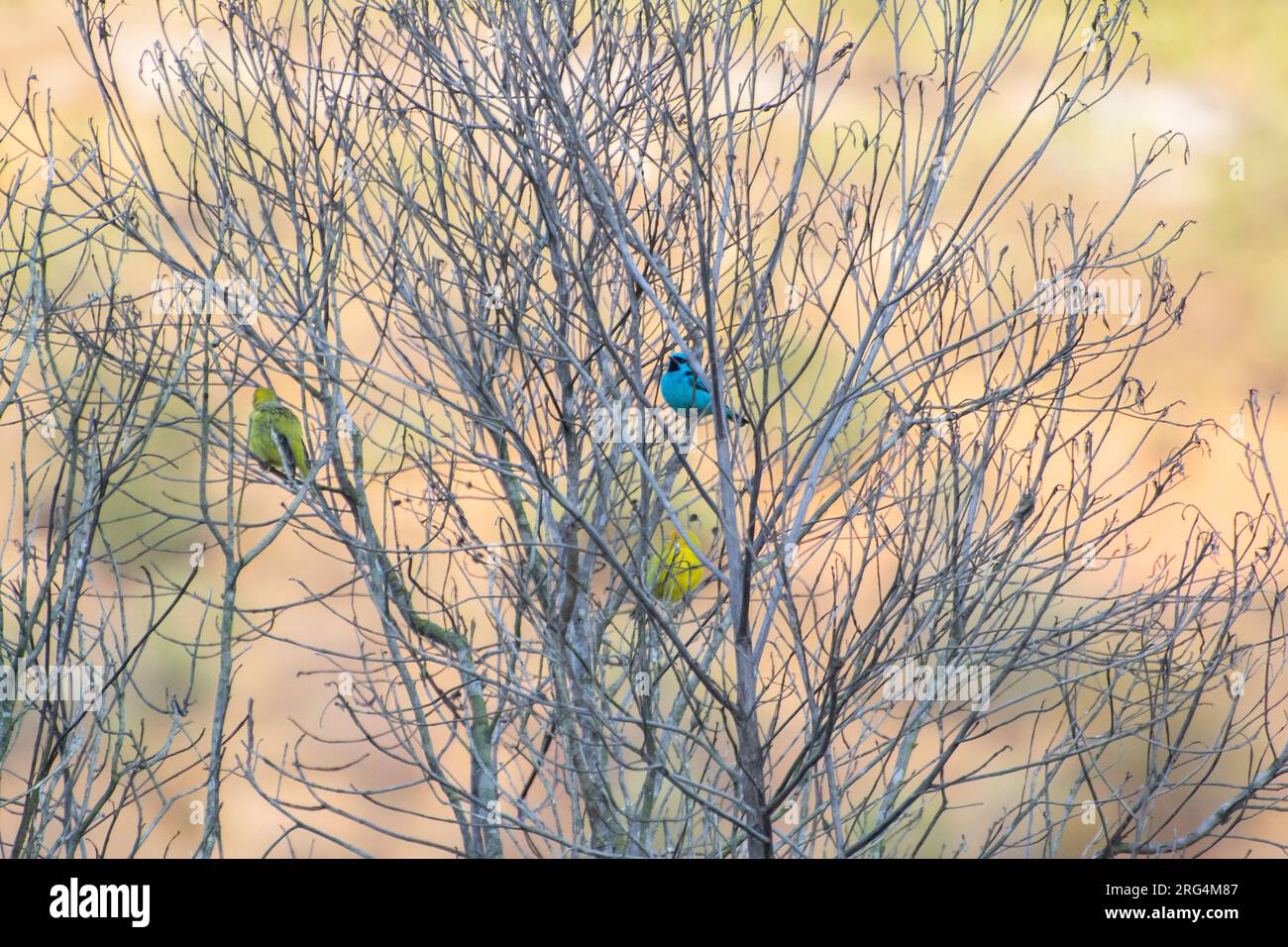 Group birds rainforest hi-res stock photography and images - Alamy