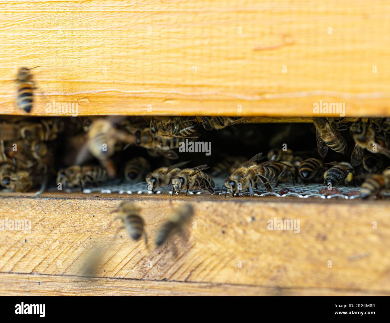 Close up of flying bees. Wooden beehive and bees Stock Photo - Alamy