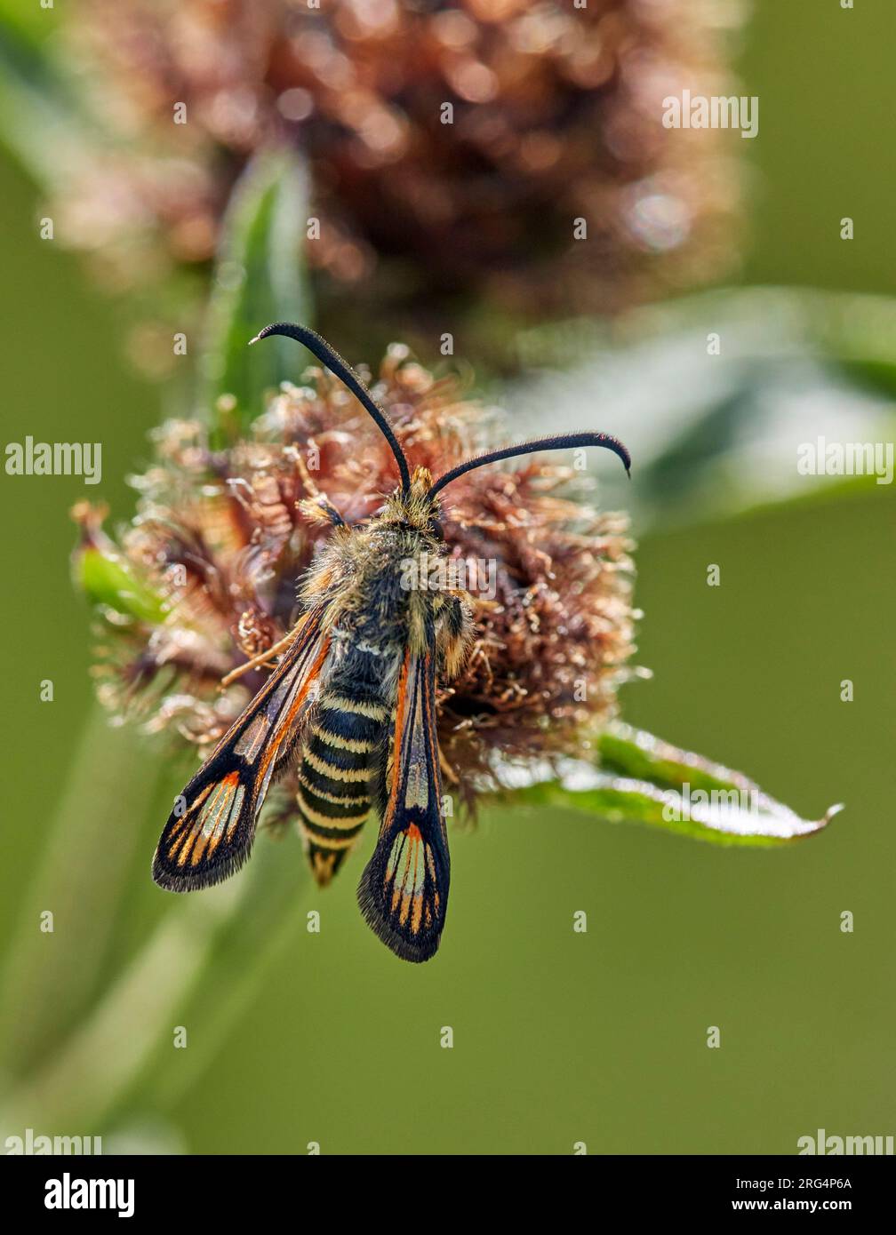 Clearwing moth uk hi-res stock photography and images - Alamy