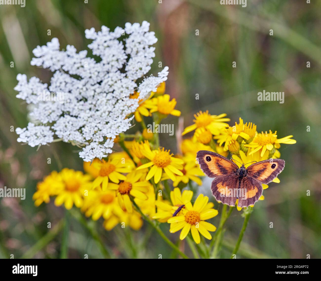 Male gatekeeper butterfly hi-res stock photography and images - Alamy