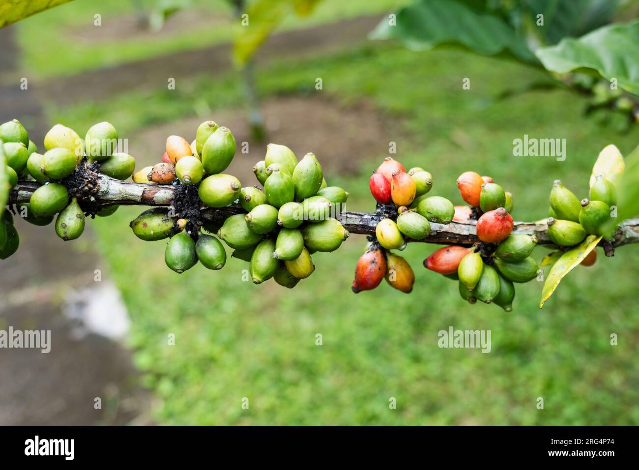 Coffee Plants on trees close-up, coffee crop berries for harvest in ...