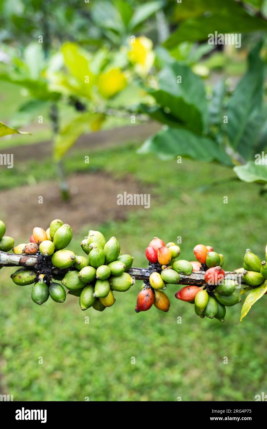 Coffee Plants on trees close-up, coffee crop berries for harvest in ...