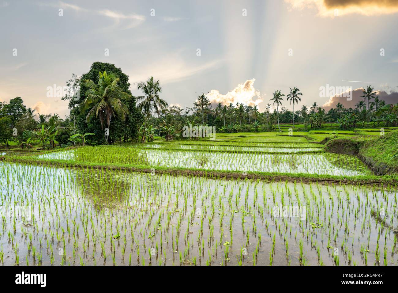 Rice paddy field landscape in Indonesia. Rice terrace agricultural land ...