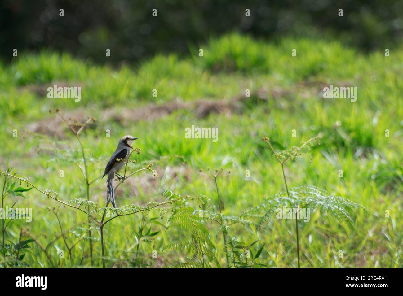 small bird landing at grass Stock Photo - Alamy