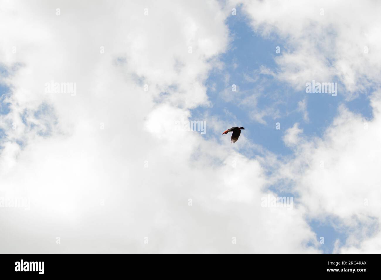 Small bird long tail hi-res stock photography and images - Alamy