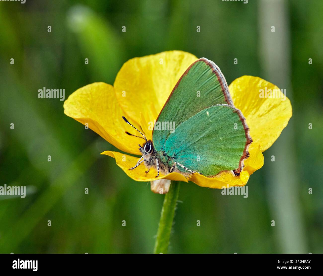 Green Hairstreak perched on buttercup. Molesey Reservoirs Nature ...