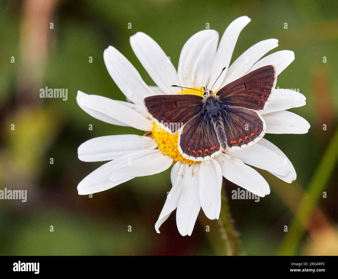 Northern Brown Argus nectaring on Oxeye Daisy. Latterbarrow Nature ...