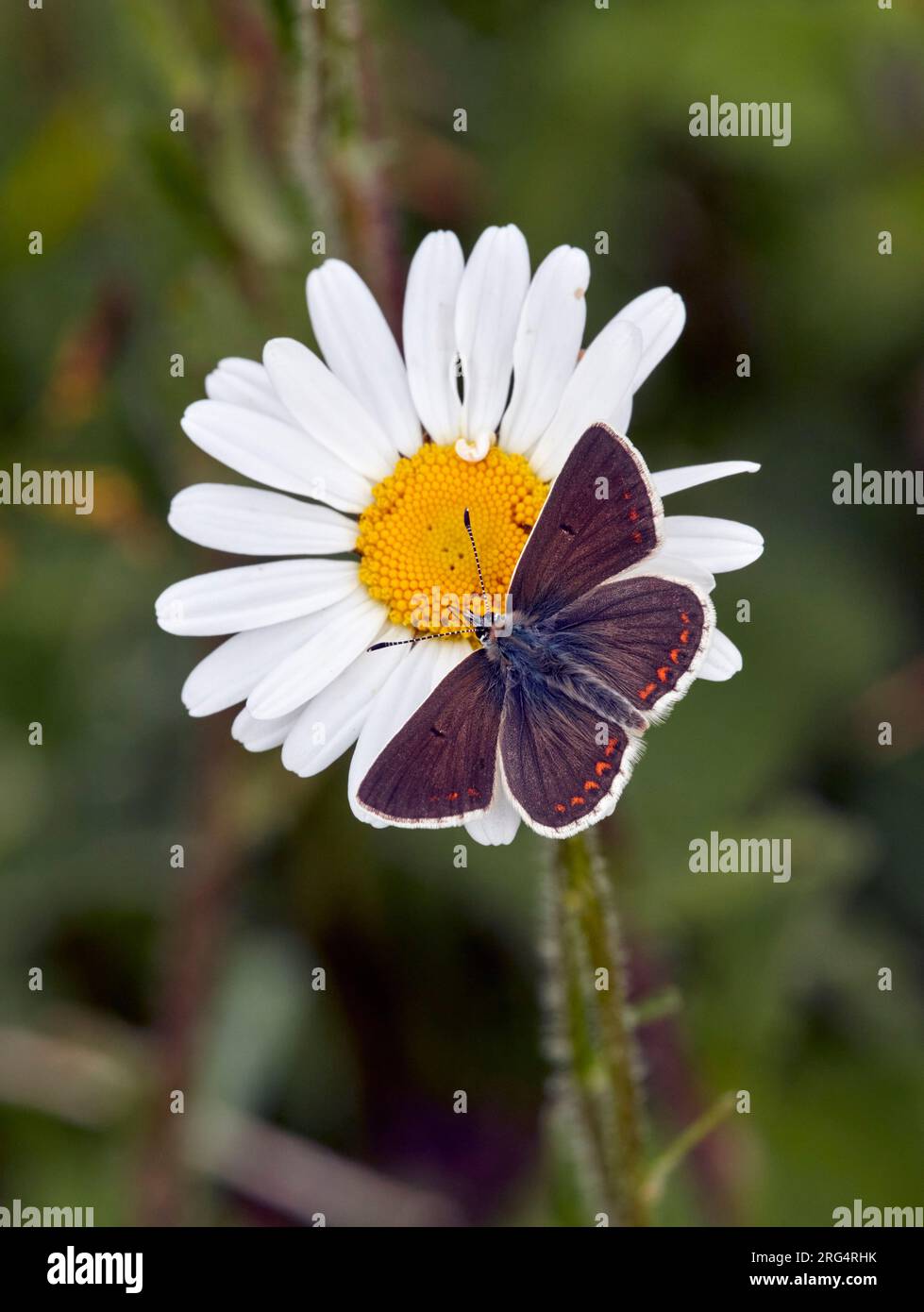 Northern Brown Argus nectaring on Oxeye Daisy. Latterbarrow Nature ...
