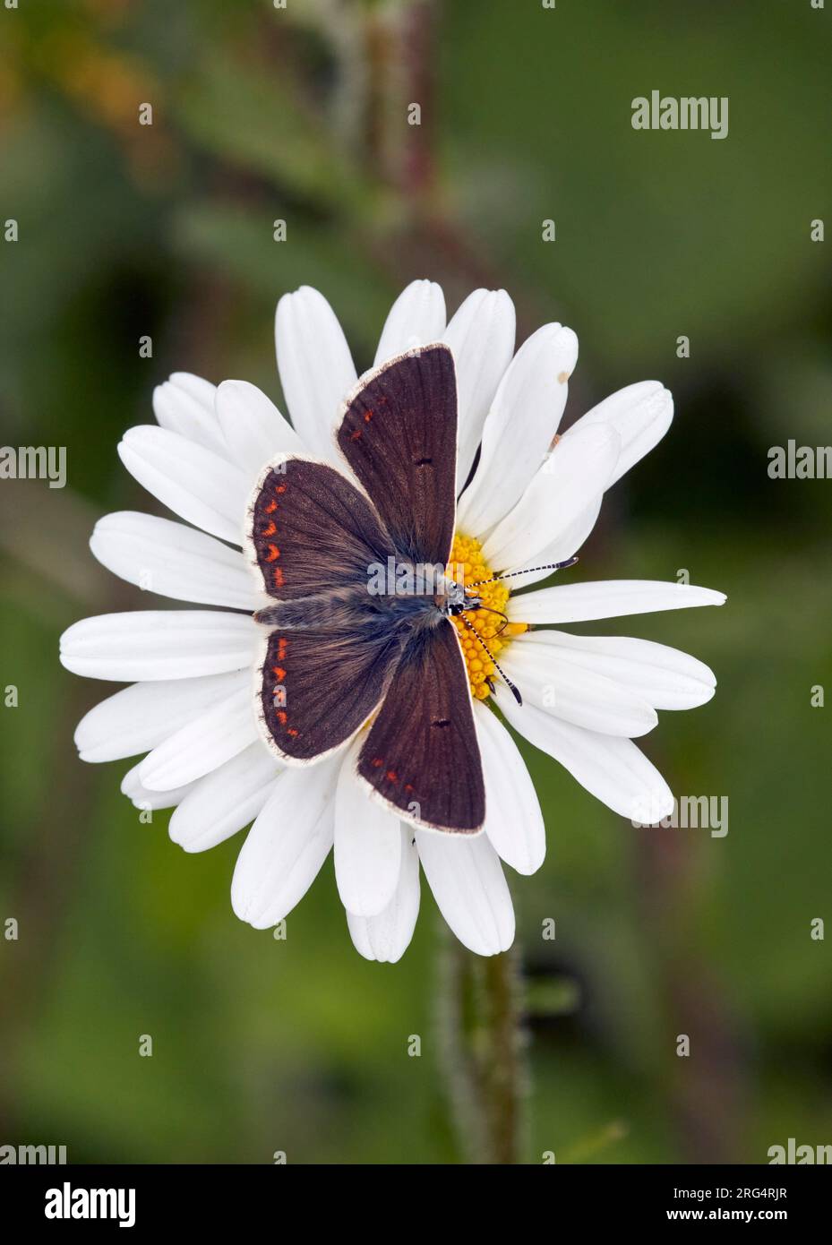 Northern Brown Argus nectaring on Oxeye Daisy. Latterbarrow Nature ...