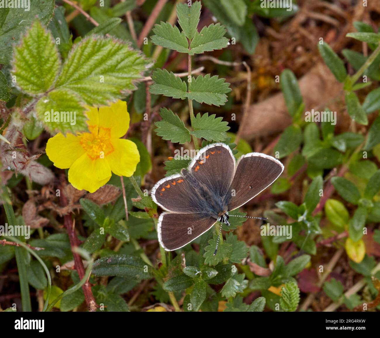 Northern brown argus rock rose hi-res stock photography and images - Alamy