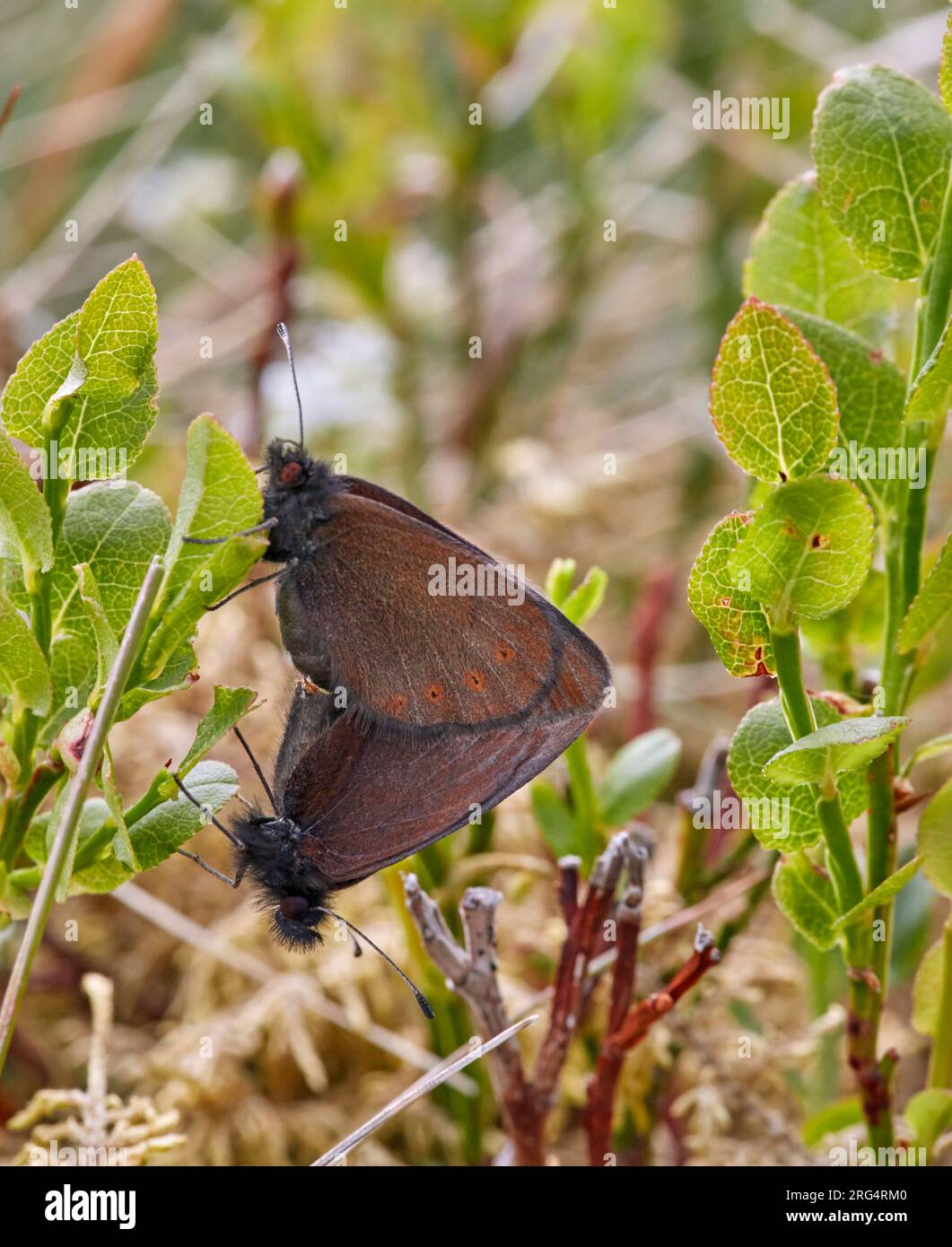 Mating pair of Mountain Ringlets. Irton Fell, Santon Bridge, Cumbria ...