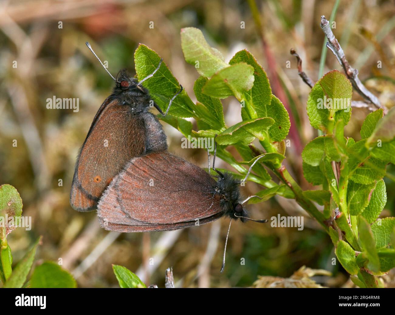 Mating pair of Mountain Ringlets. Irton Fell, Santon Bridge, Cumbria ...