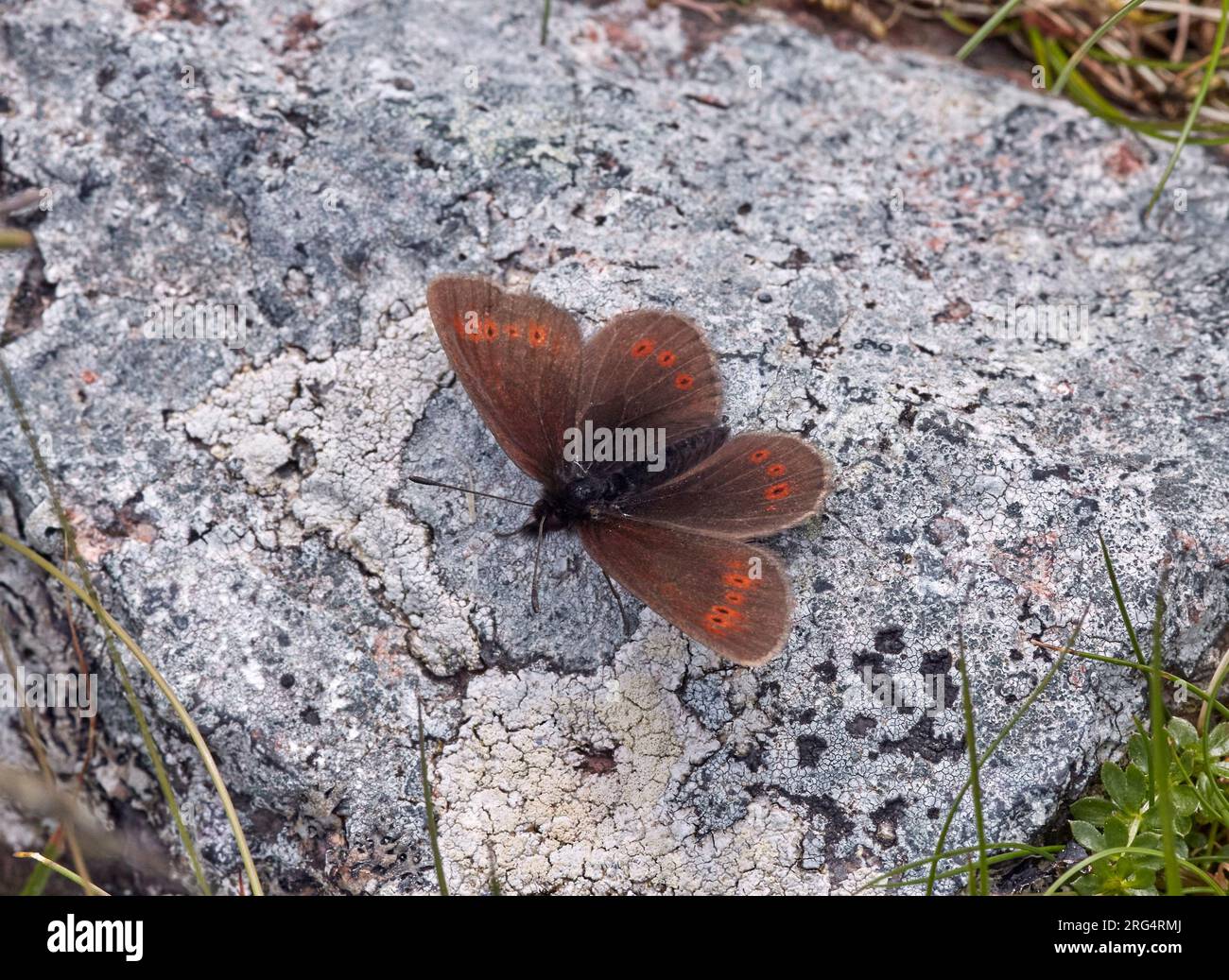 Mountain Ringlet male. Irton Fell, Santon Bridge, Cumbria, England ...