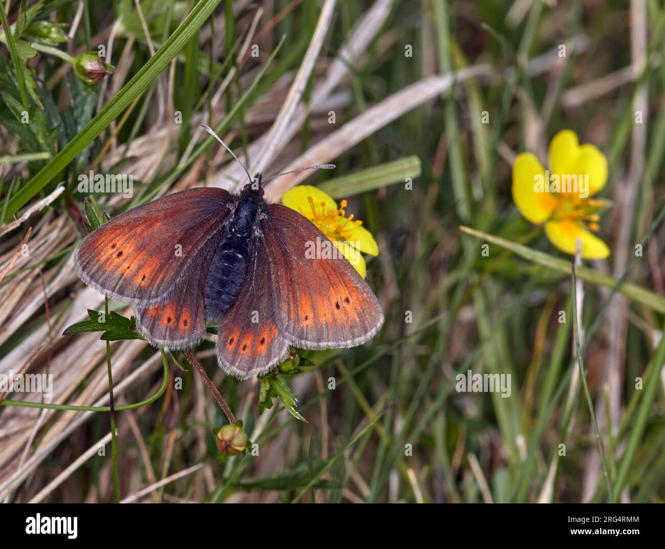 Mountain Ringlet female on Tormentil flower. Irton Fell, Santon Bridge ...