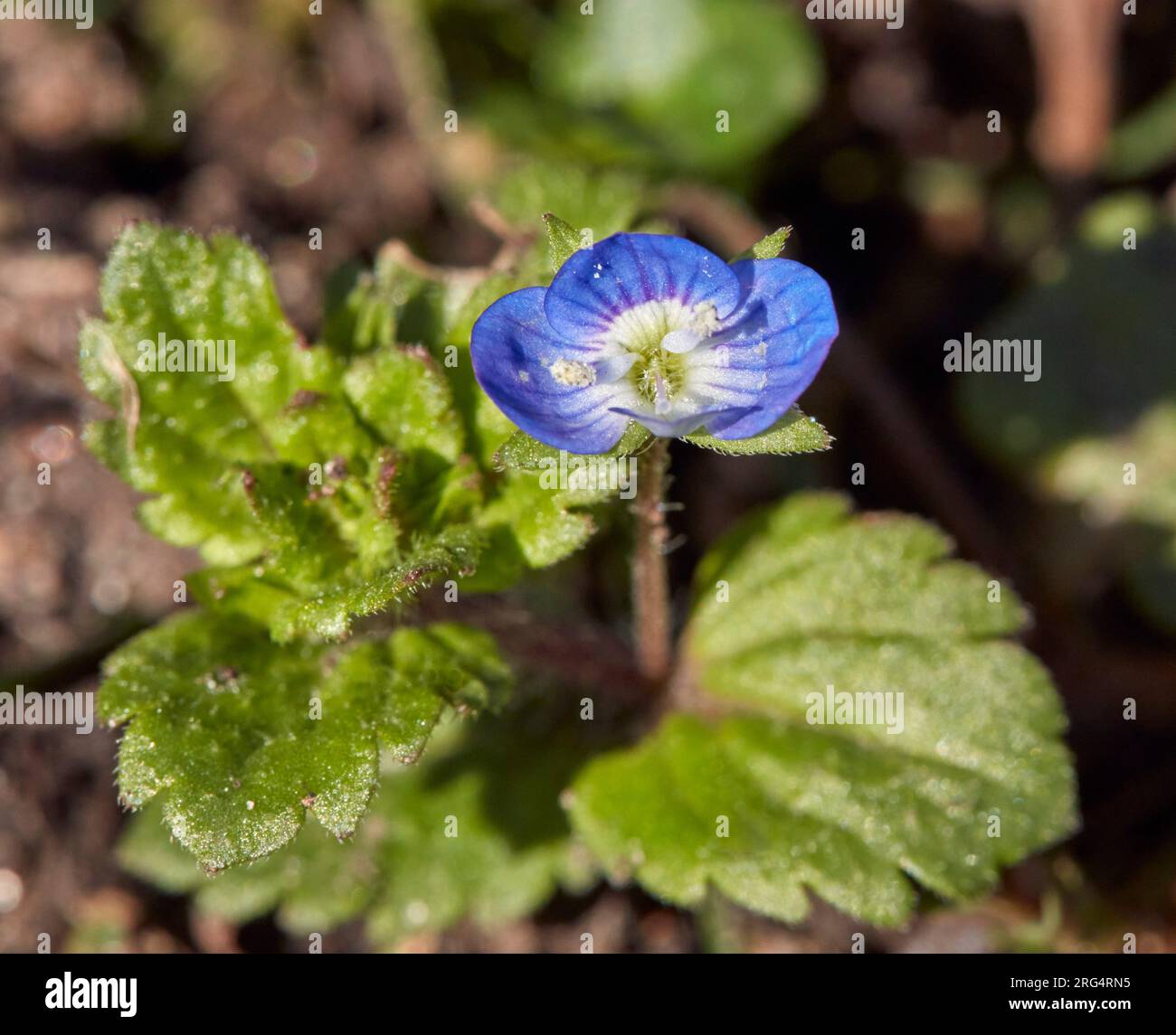 Common Field Speedwell. Hurst Meadows, East Molesey, Surrey, UK Stock ...