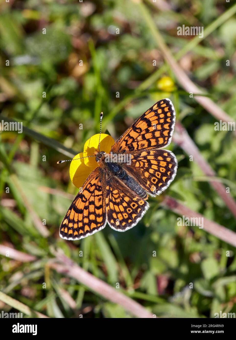 Hutchinson’s bank hi-res stock photography and images - Alamy