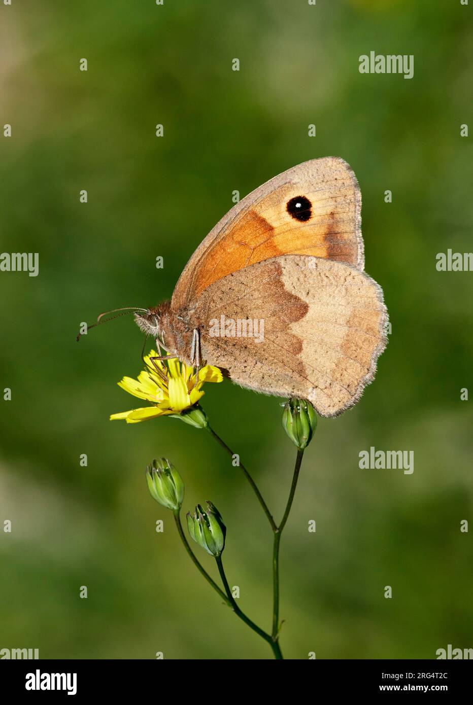Meadow Brown nectaring on Nipplewort. Arbrook Common, Claygate, Surrey ...