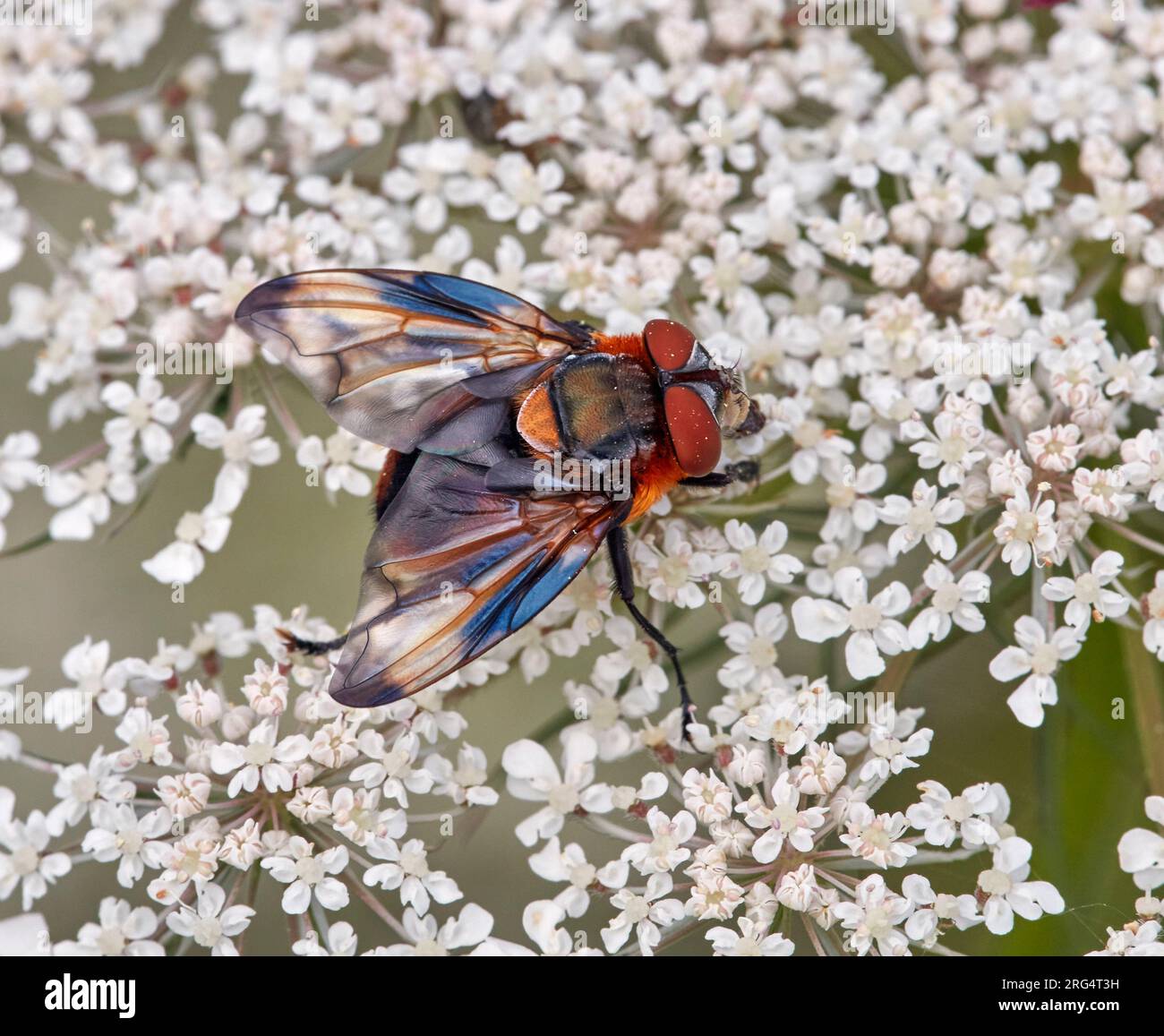Phasia hemiptera hi-res stock photography and images - Alamy