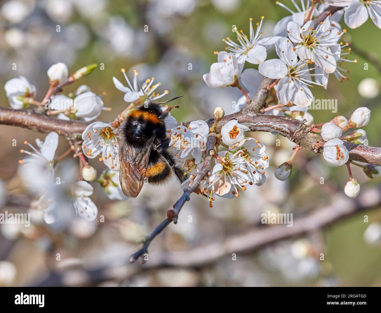 Queen Buff-tailed Bumblebee nectaring on blackthorn flowers. Hurst ...