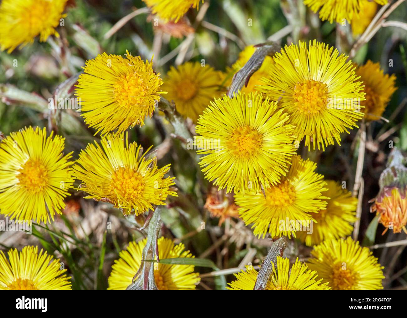 Colt's foot hi-res stock photography and images - Alamy