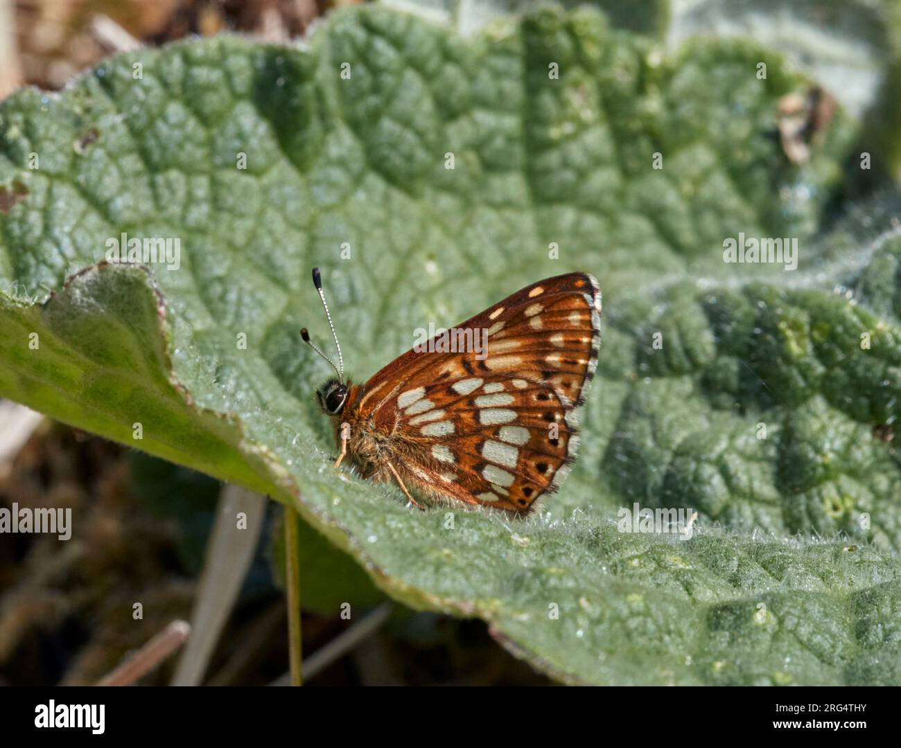 Duke of Burgundy. Chapel Bank Nature Reserve, New Addington, London, UK ...