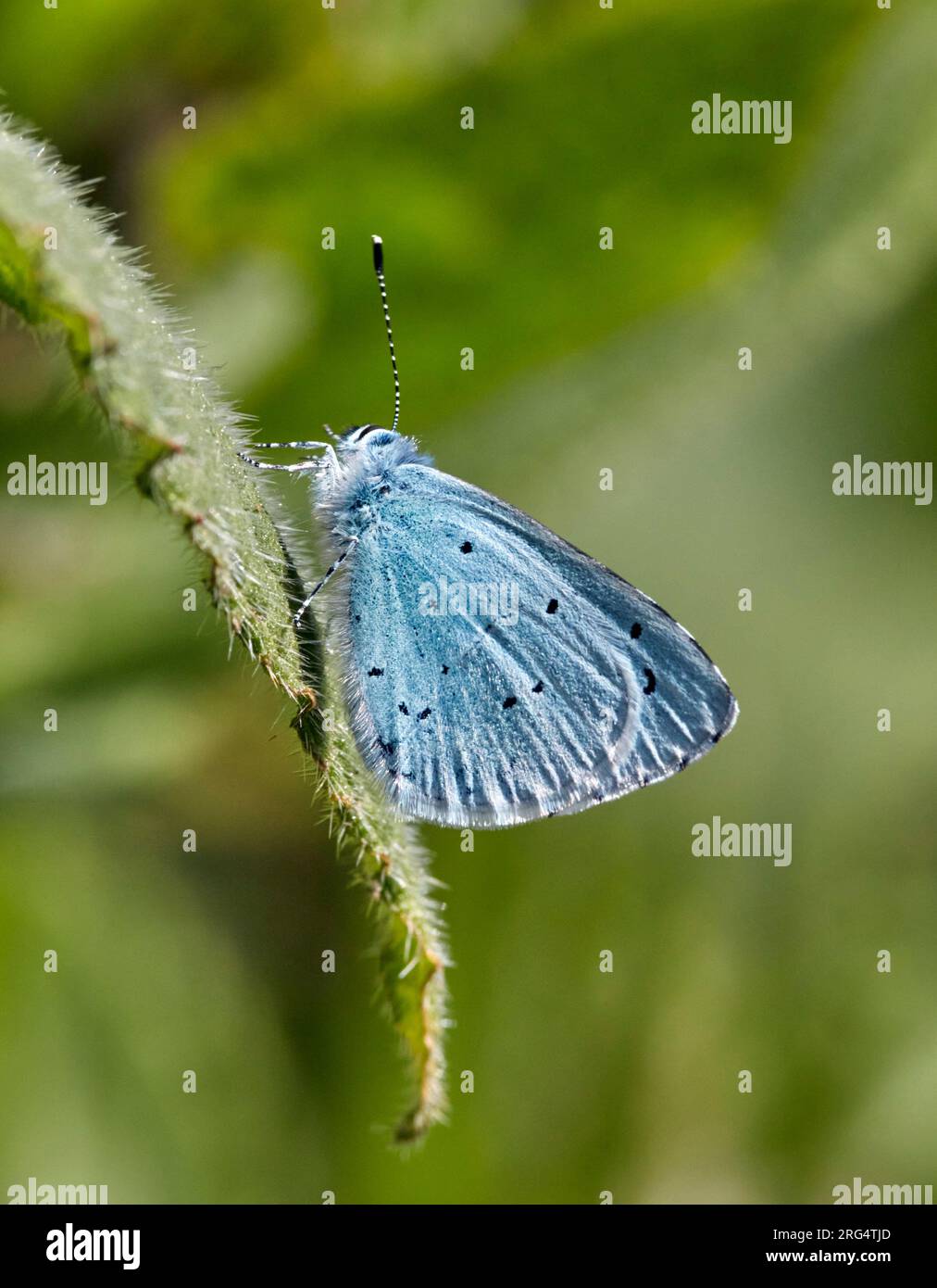 Holly Blue butterfly. Molesey Reservoirs Nature Reserve, West Molesey ...