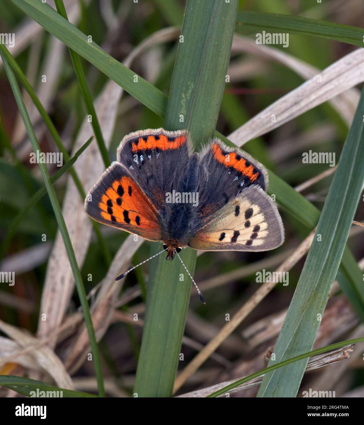 Small Copper aberration partimtransformis + form caeruleopunctata ...