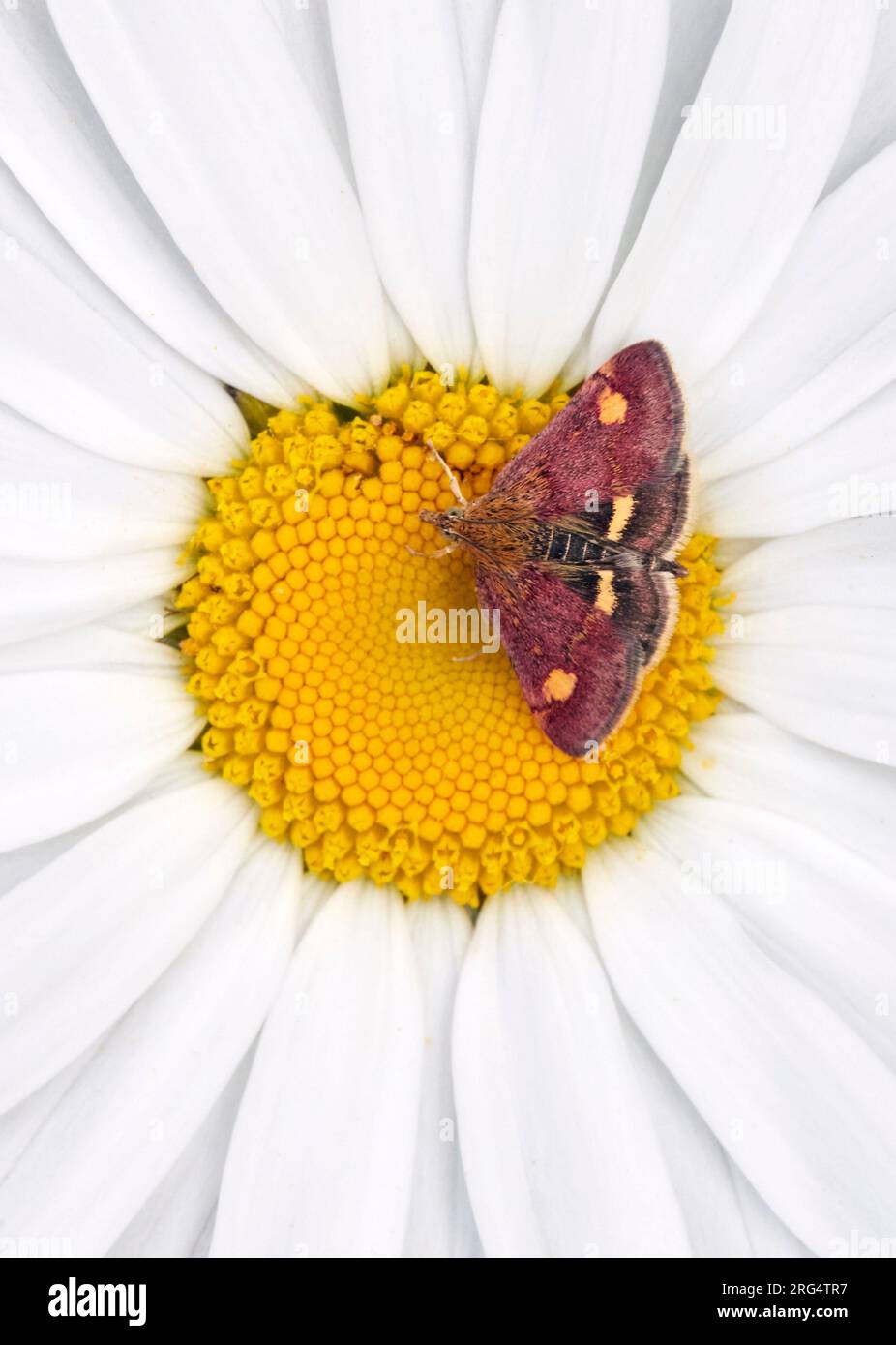 Mint Moth on Oxeye Daisy. Molesey Reservoirs Nature Reserve, West ...