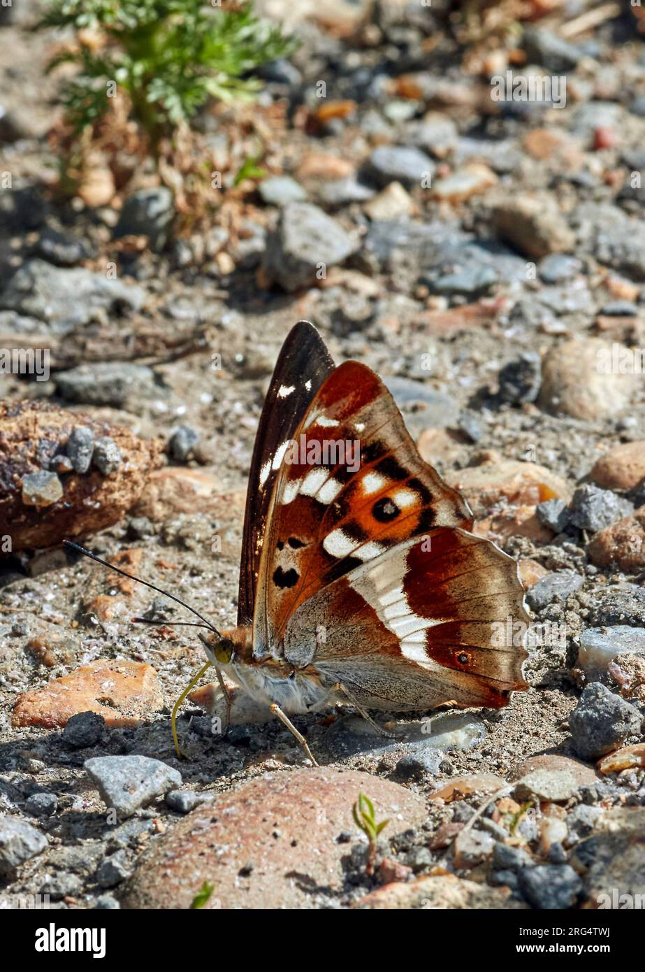 Purple Emperor taking minerals from the ground. Prince's Coverts ...