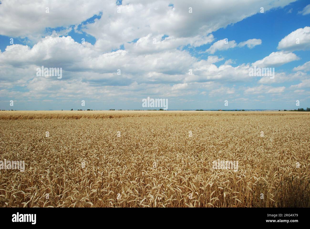 Wheat field in the summer before harvest near Zelenec, Czech Republic ...