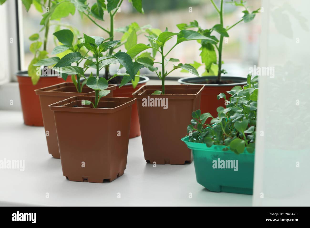 Seedlings in different containers hi-res stock photography and images ...