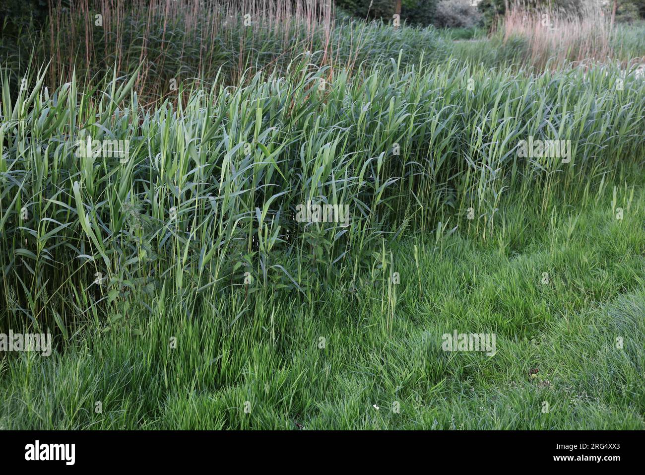 Grass growing riverside outdoors hi-res stock photography and images ...
