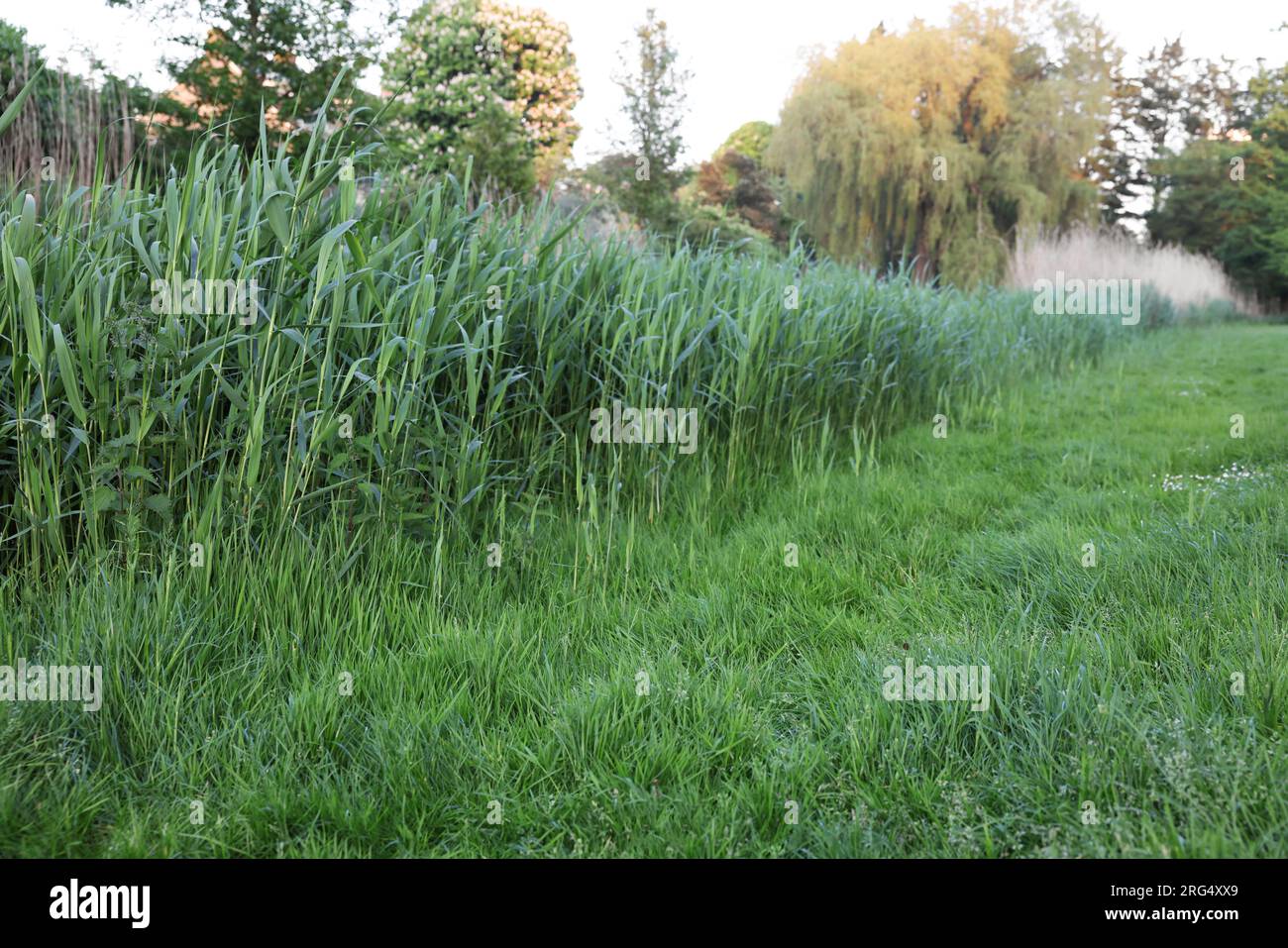 Beautiful view of green reed plants growing outdoors Stock Photo - Alamy