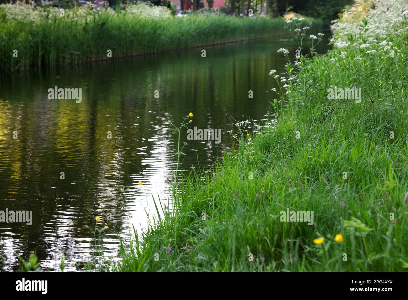 Beautiful view of channel with green reeds outdoors Stock Photo - Alamy