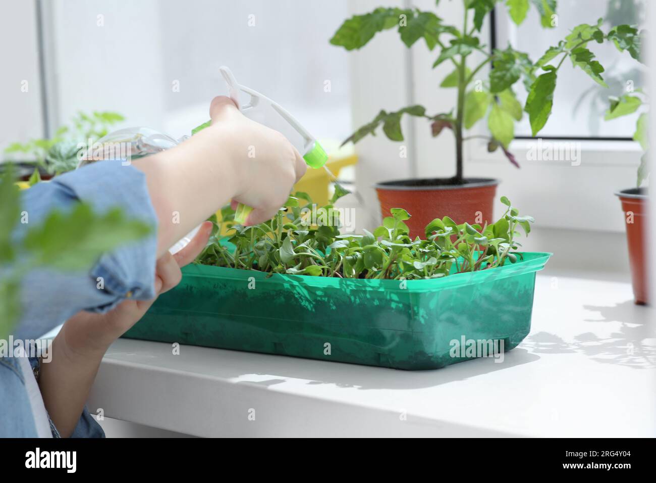 Little girl spraying seedlings in plastic container on windowsill ...