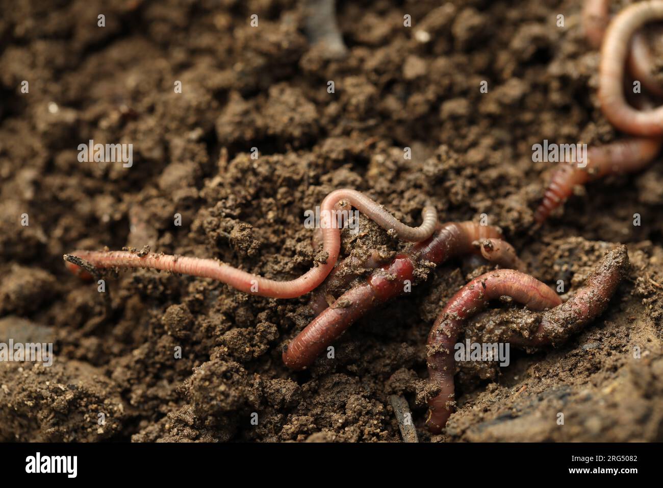 Earth worms and rain hi-res stock photography and images - Alamy