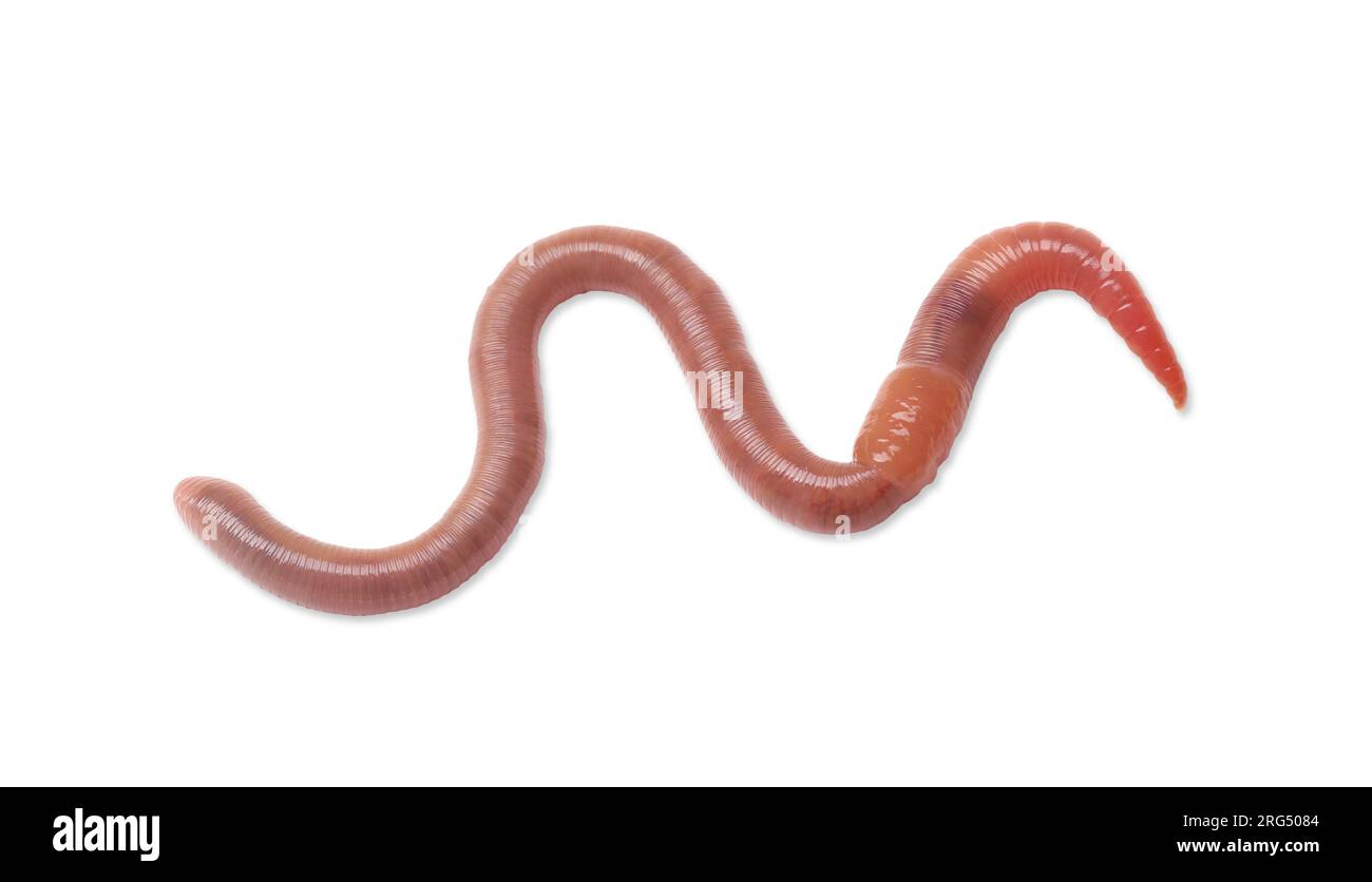 One earthworm isolated on white. Terrestrial invertebrates Stock Photo ...