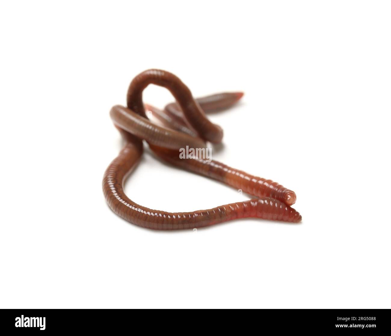 Two earthworms on white background. Terrestrial invertebrates Stock ...