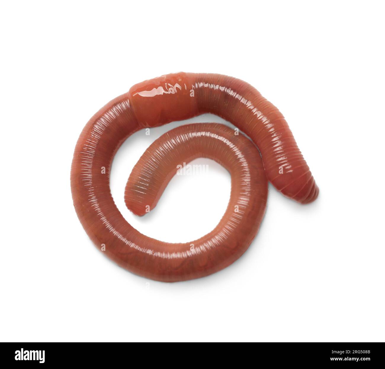 Animals With Invertebrates Worms