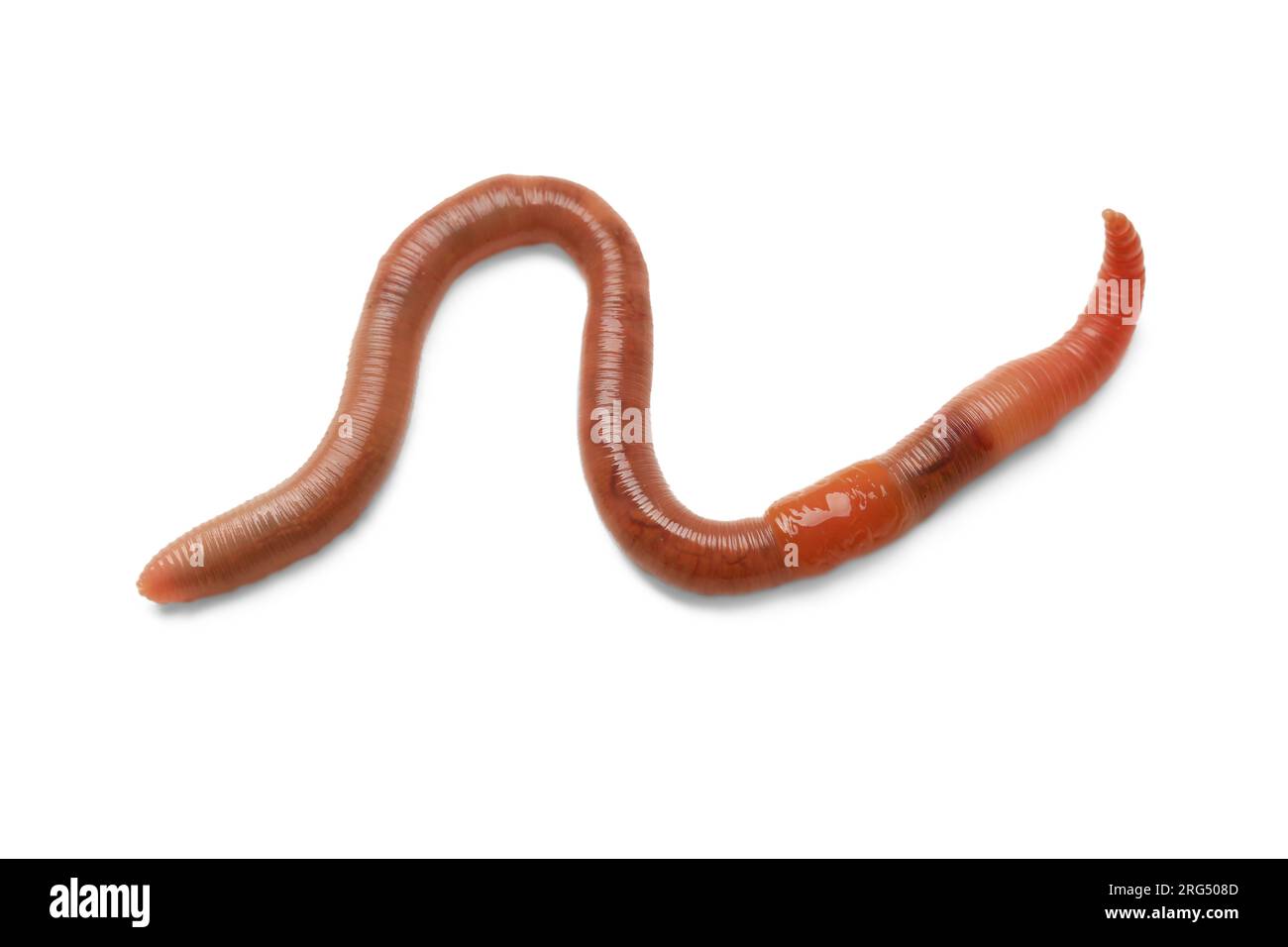 One earthworm isolated on white. Terrestrial invertebrates Stock Photo ...