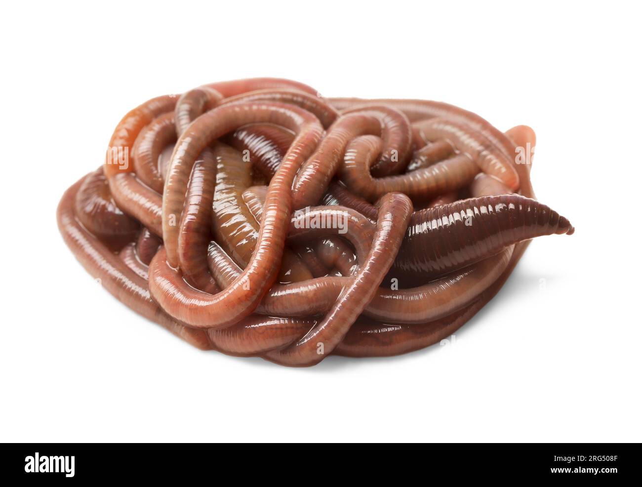 Many earthworms on white background. Terrestrial invertebrates Stock ...