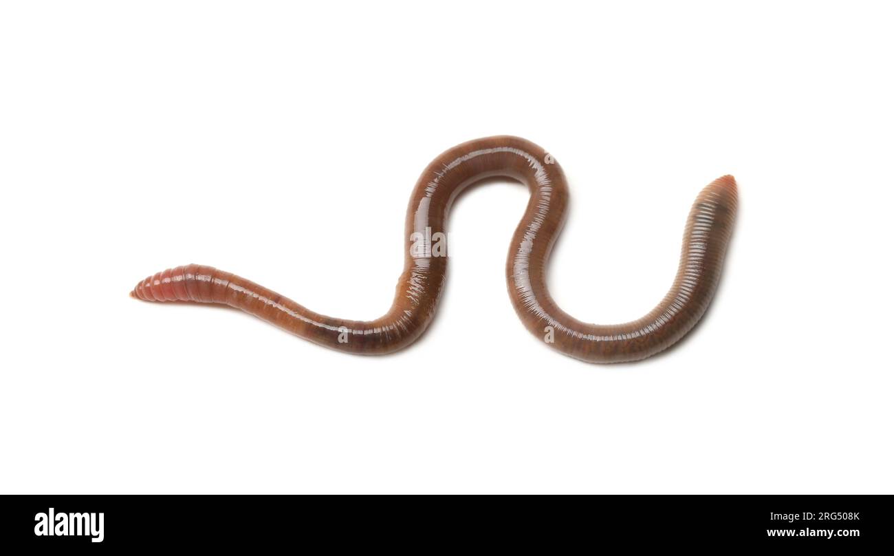 One earthworm isolated on white. Terrestrial invertebrates Stock Photo ...