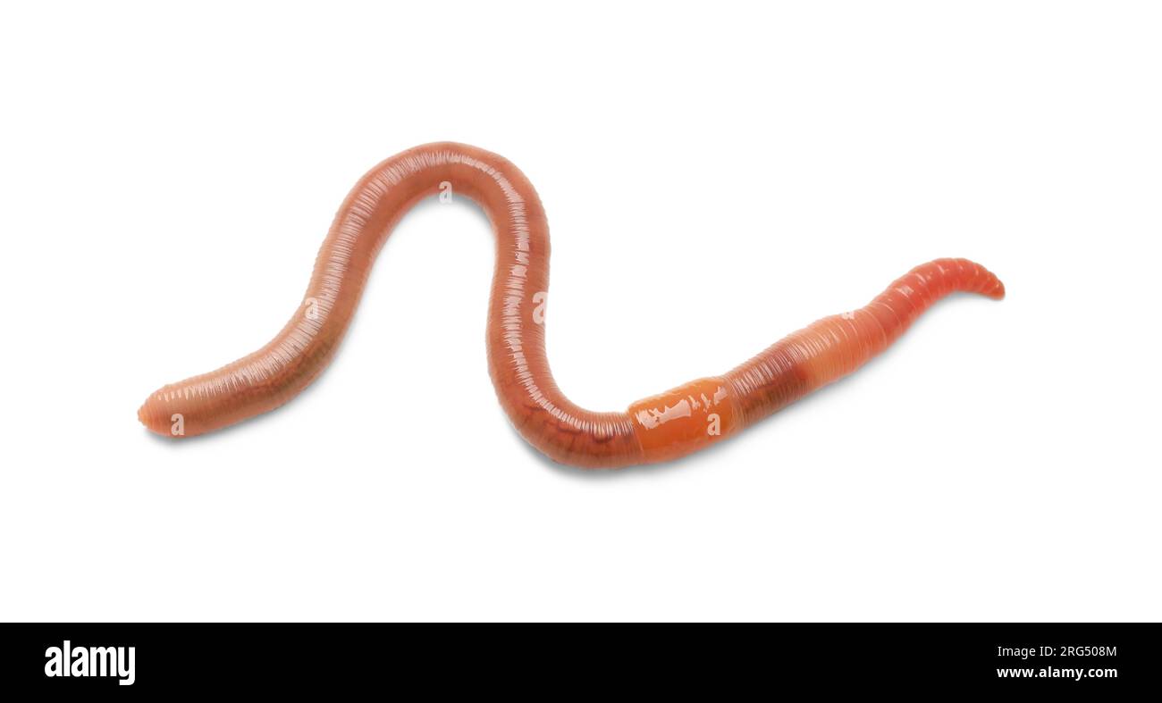 One earthworm isolated on white. Terrestrial invertebrates Stock Photo ...