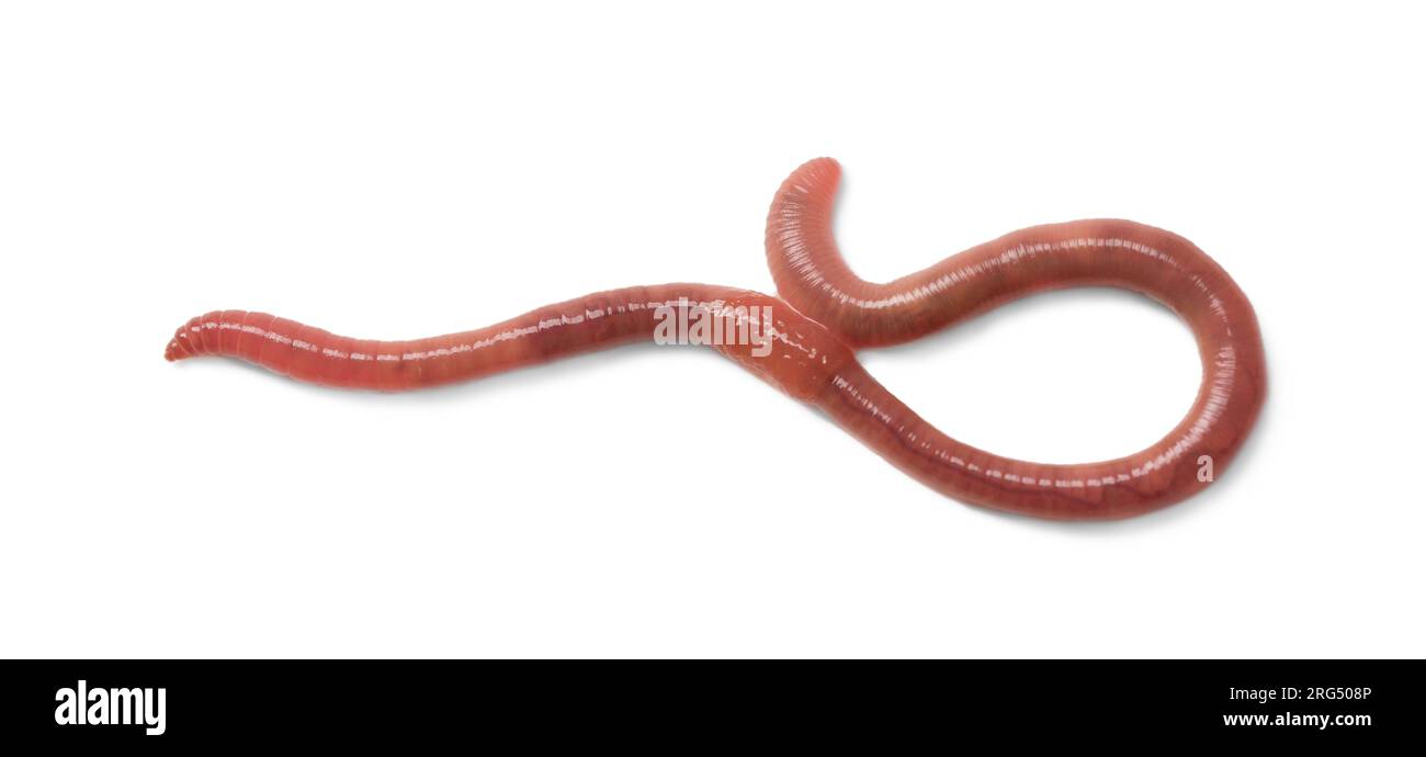 One earthworm isolated on white, top view. Terrestrial invertebrates ...