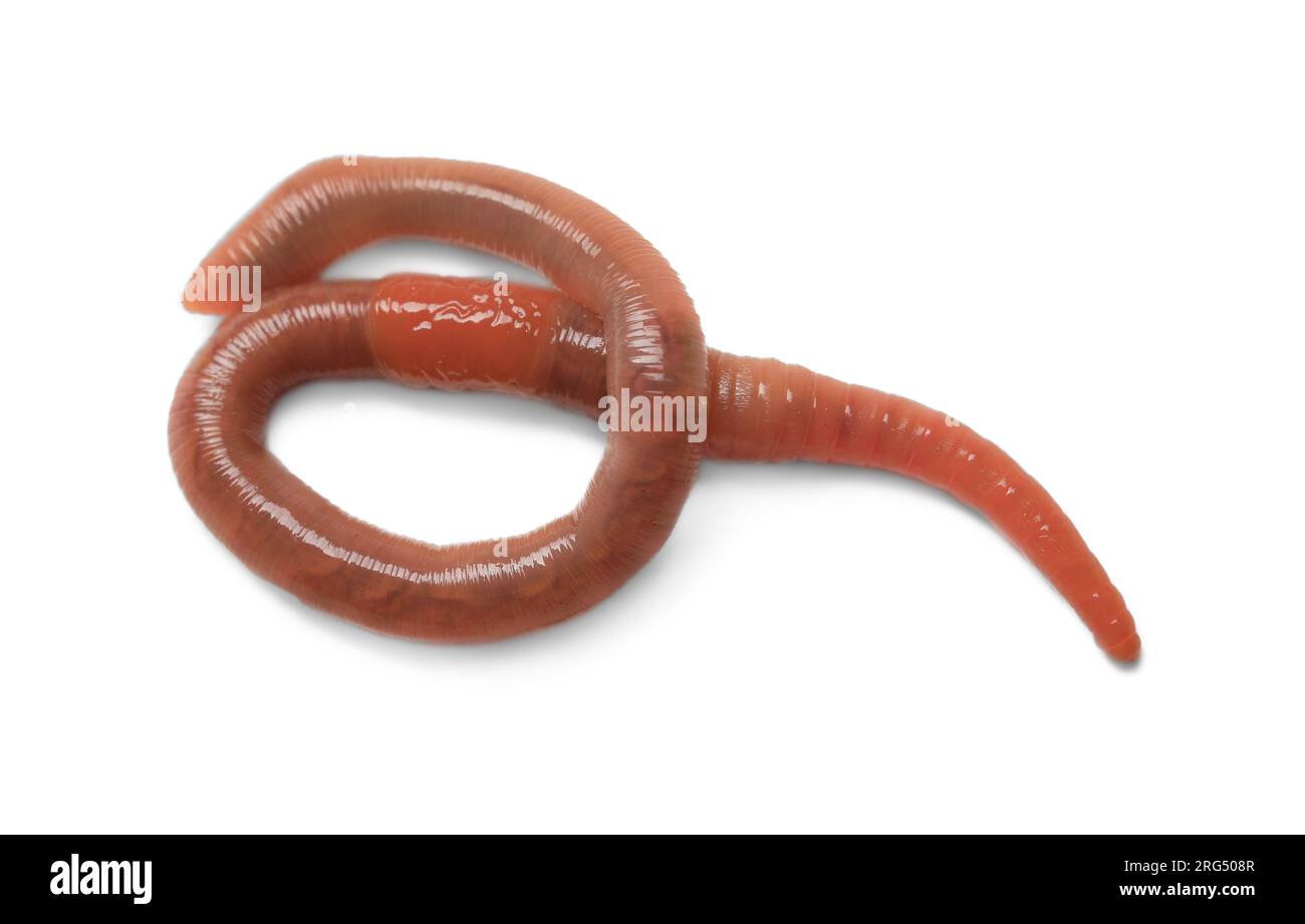 One earthworm isolated on white. Terrestrial invertebrates Stock Photo ...